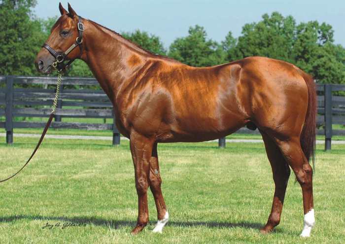 Heavenly Prize Dies at 22 - Paulick Report | Latest news and commentary ...