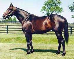 Grade 1 Winner Slew City Slew Dead - Paulick Report | Latest news and ...