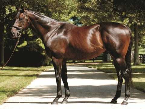Grade 1 Winner, Veteran Sire El Corredor Dies In Turkey At Age 26 ...