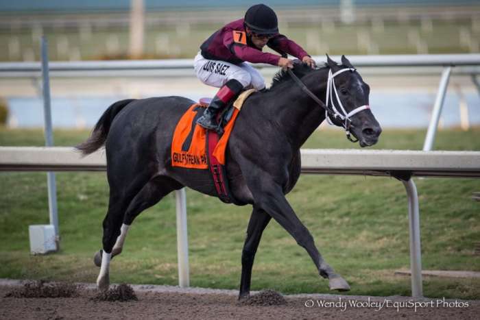 Cairo Prince Roars Along Derby Trail in Holy Bull - Paulick Report ...