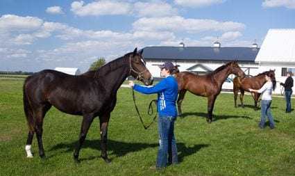 University Of Kentucky Researchers Announce Creation Of Equine Sports ...