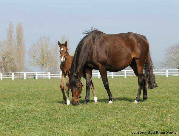 Champion Zarkava Foals 'Elegant' Colt by Redoute's Choice - Paulick ...