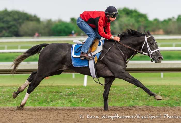 Cairo Prince, General a Rod Work Toward Florida Derby - Paulick Report ...