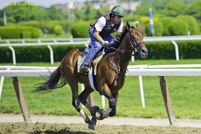 Samraat Breezes 'Terrific' Mile for Belmont Stakes - Paulick Report ...