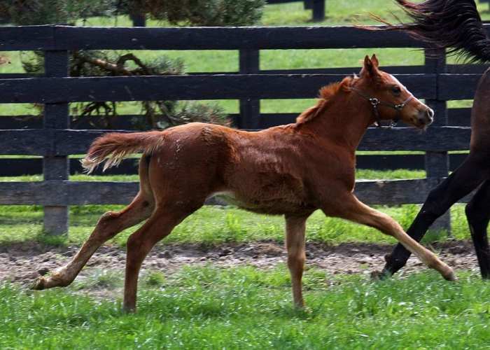 Is Thoroughbred Stride Length A Hereditary Trait? - Paulick Report ...
