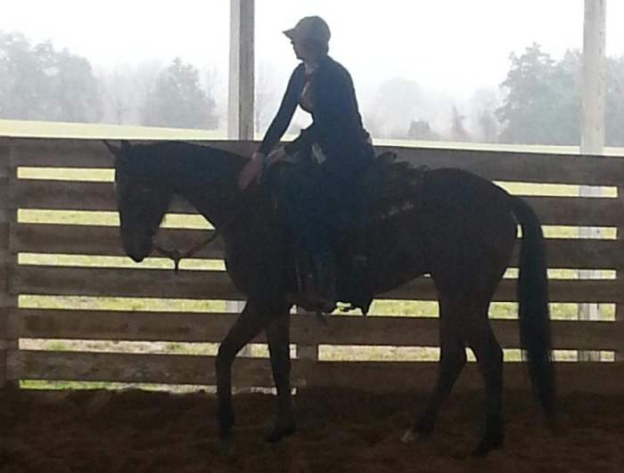 Cosequin Presents OTTB Showcase: Right Place, Right Time - Paulick ...