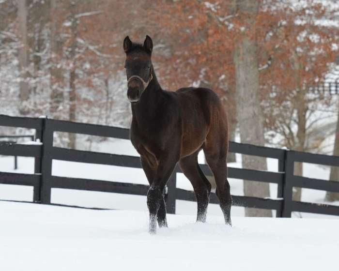 TVG To Air Documentary On Journey From Foaling Barn To Winner's Circle ...