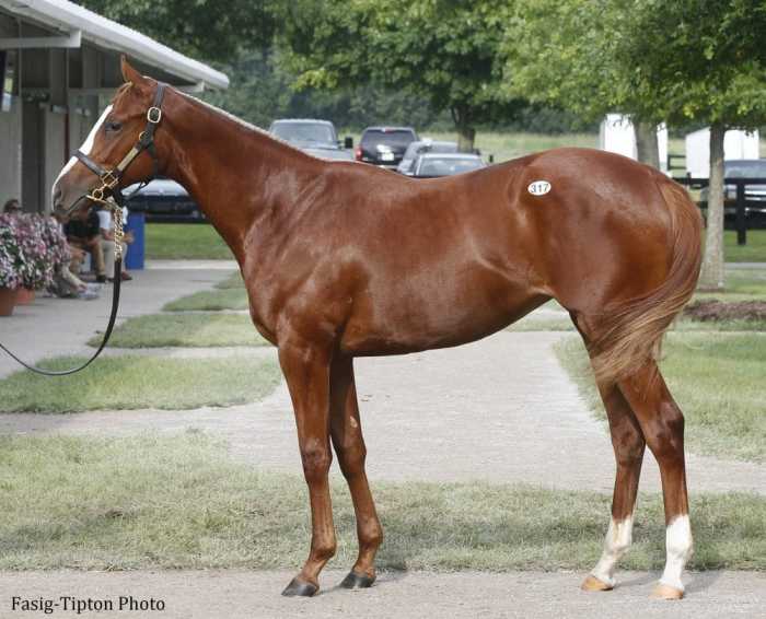 Tapit Filly Tops Yearling Portion Of Strong Fasig-Tipton July Sale ...