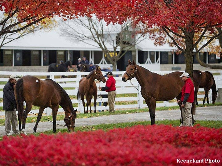 Keeneland November Breeding Stock Sale Begins Tuesday, Nov. 5 - Paulick ...