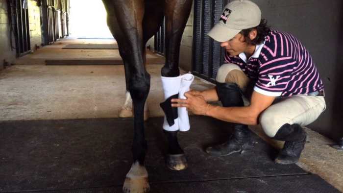 Horse Care 101: How And Why To Use A Standing Wrap - Paulick Report ...