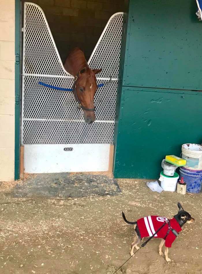 Barn Buddies: Frank Started At The Bottom, Now He’s Jetsetting ...