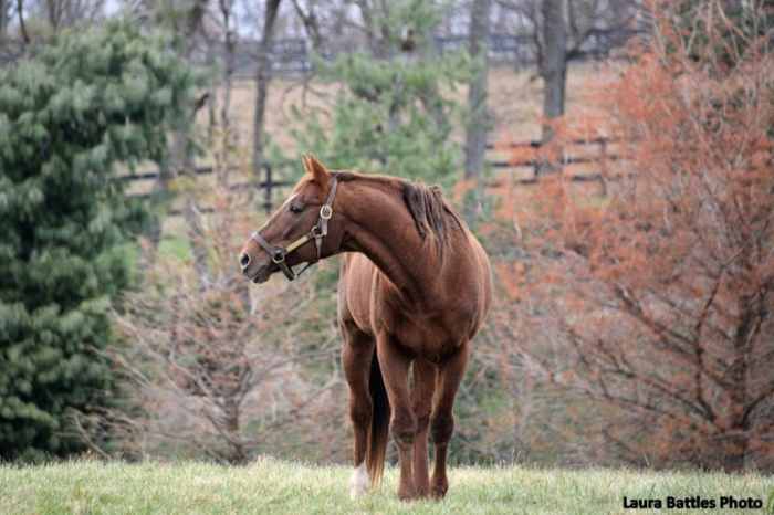 G1 Winner Tinners Way, Son Of Secretariat, Dies At 27 - Paulick Report ...