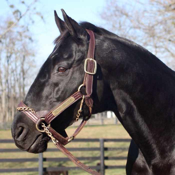 Multiple G1 Winner Devil His Due Dies At 28 - Paulick Report | Latest ...