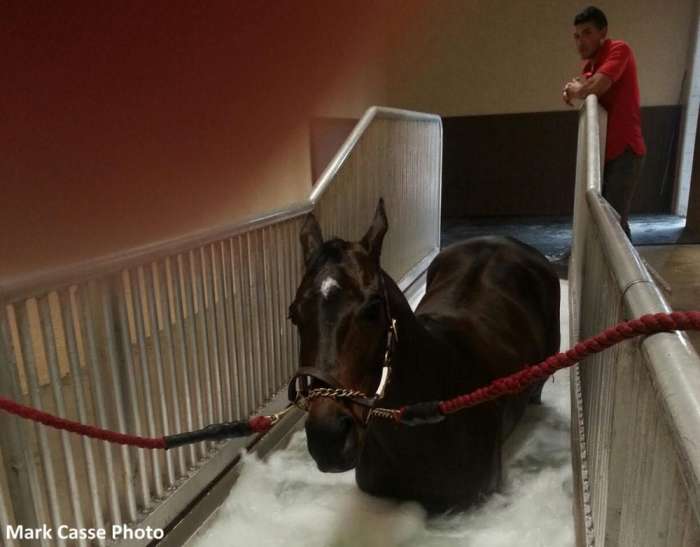 Lost And Found Presented By Horseware: The Horse Whose 'Heart' Carries ...