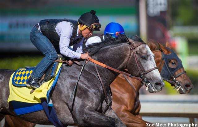 Arrogate 'Impressive' In Final Pegasus Work Over Wet-Fast Track ...