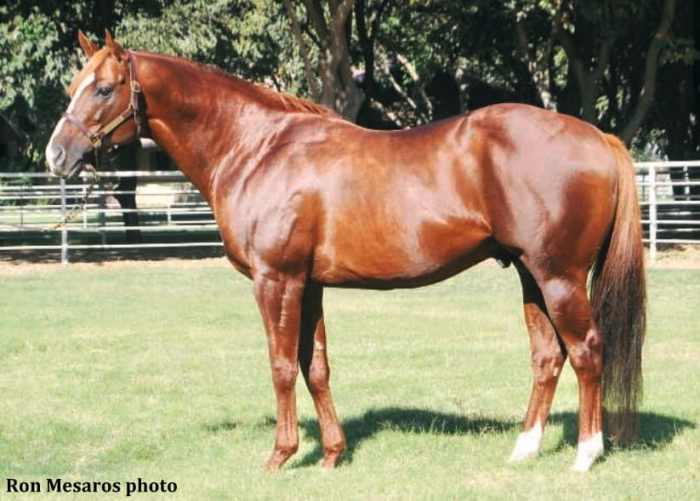 Lucky Pulpit, Sire of California Chrome, Dead At 16 - Paulick Report ...
