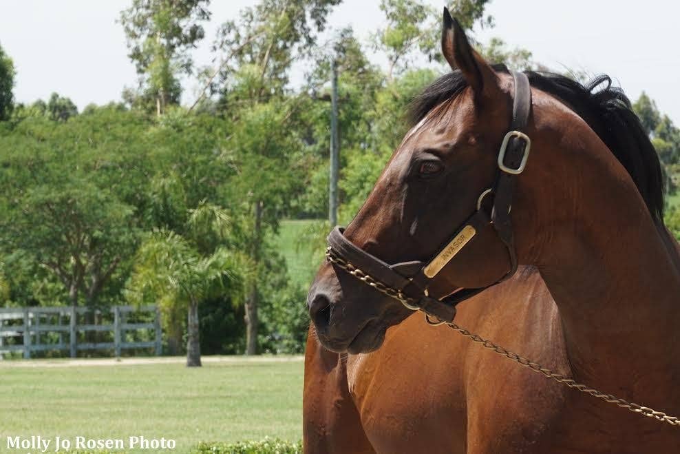 Quendom, Dam Of Champion Invasor, Dies At Age 26 - Paulick Report ...