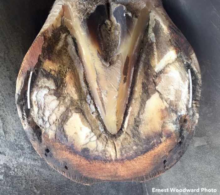 Tapped Out: Can New DE Hoof Taps End Equine Hoof Troubles? - Paulick ...