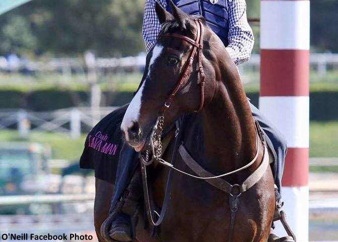 Hall Of Famer Lava Man Recovering From Colic Surgery - Paulick Report ...