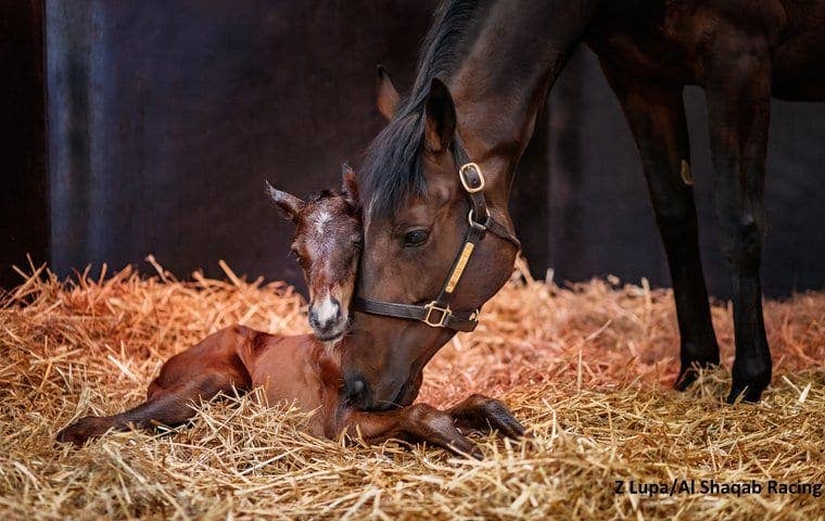 Dual Arc Winner Treve Gives Birth To Filly By Shalaa - Paulick Report ...