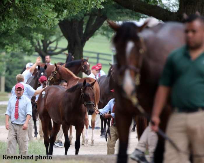 Flatter Filly From Family Of Mind Your Biscuits Tops Tuesday Session At ...