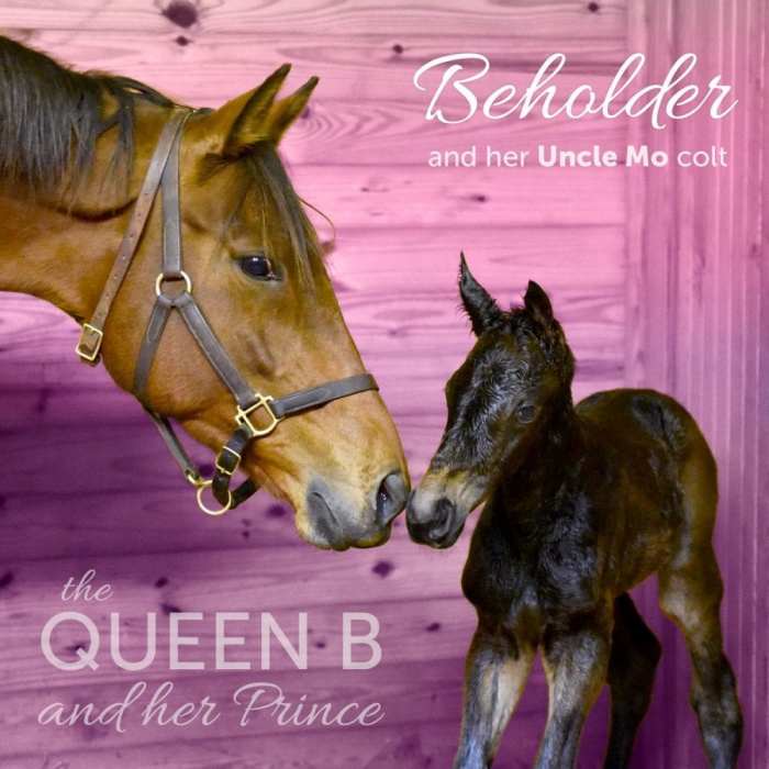 'Help Name The Prince': Spendthrift Farm Asks Fans To Help Name ...