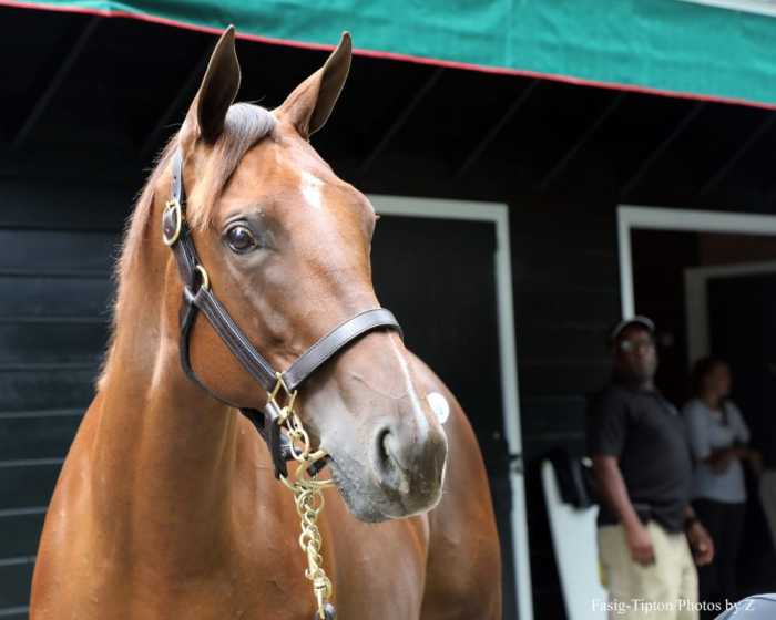 American Pharoah, Good Luck Charms Dominate Opening Night Of Fasig ...