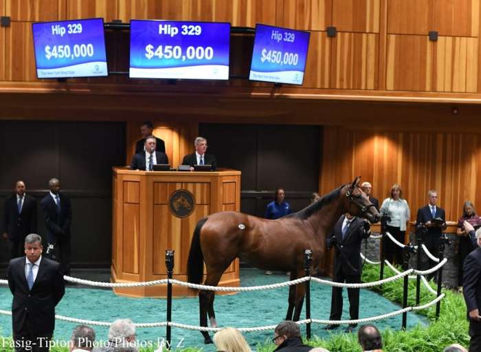 American Pharoah Filly Tops First Session At Fasig-Tipton New York-Bred ...