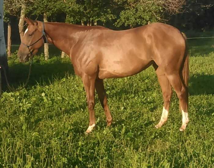 Cosequin Presents Aftercare Spotlight: Prospecting For Polo Potential ...