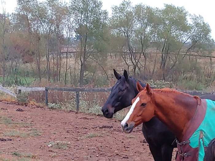 Study Finds Horses Very Reactive To Human Facial Expressions - Paulick ...