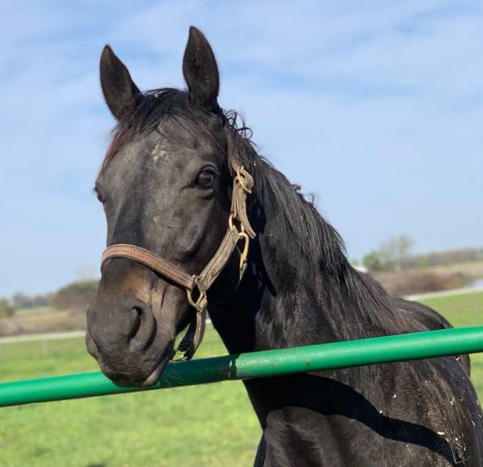 Illinois HBPA Officer Suspended 120 Days After Horse Found In Kill Pen ...