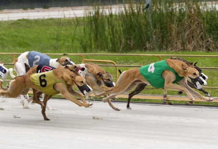 Sky Racing World Offering U.S. Players Commingled Greyhound Racing ...
