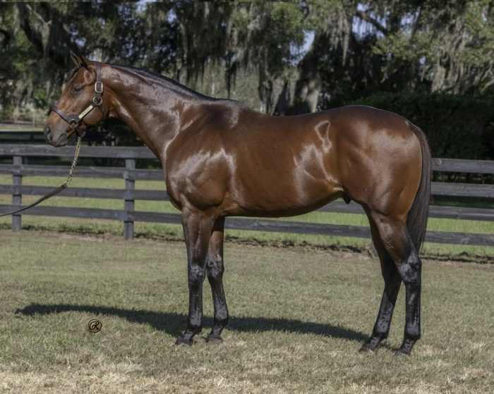 Florida Thoroughbred History Moments: Ocala Stud Shaped Local, National ...