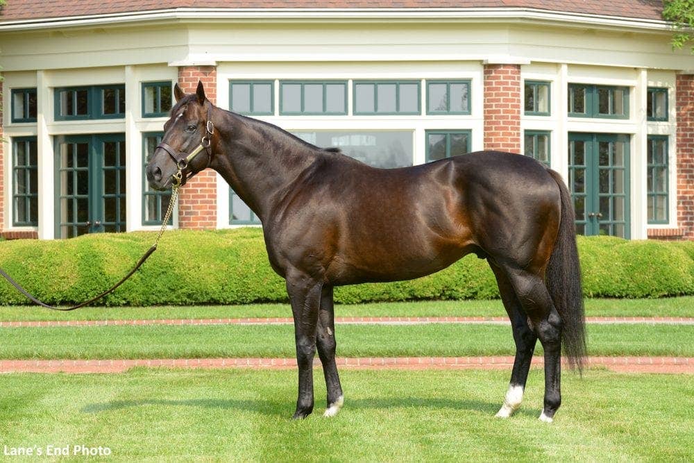The 2024 Juvenile Sale Power Rankings Presented By Pedigrees 360 ...