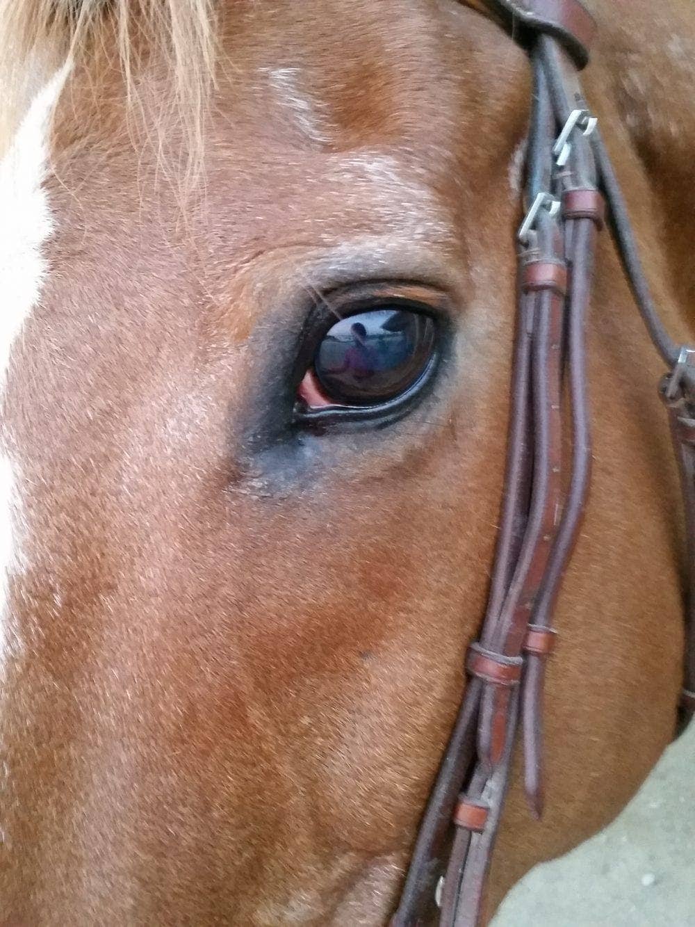 Connemara Ponies At Greater Risk For Ocular Cancer, Study Shows ...