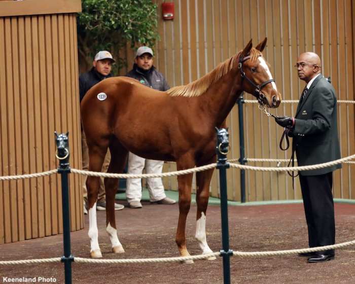 Weanling Curlin Filly Brings $775,000 To Lead Third Day of Keeneland ...