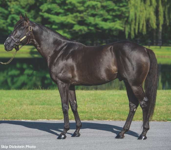War Dancer Relocates To New York's Mill Creek Farm For 2026 Season ...