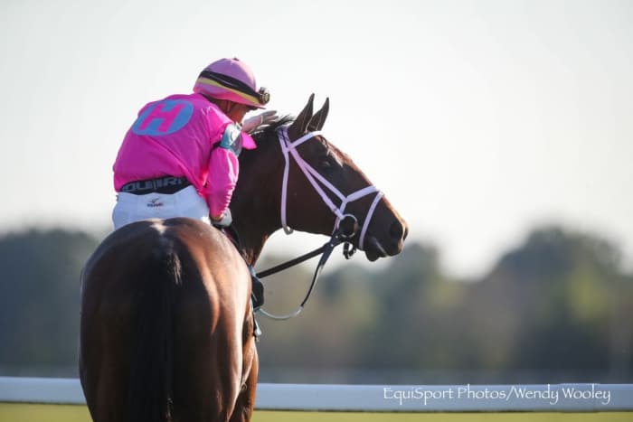 Former Claimer Zulu Alpha Faces Tough Group Of Nine In Grade 2 Mac ...