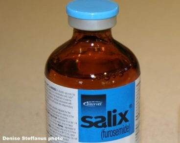 Lasix Mythbusters: Drug Masking, TCO2, And Impact On Racehorse ...