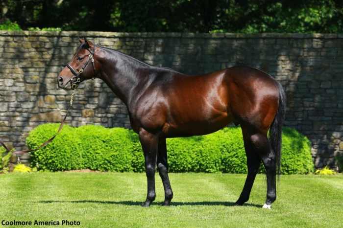 First Winner For Competitive Edge Comes At Gulfstream Park - Paulick ...