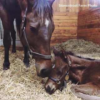 Fiftyshadesofhay Foals A Colt By Distorted Humor - Paulick Report ...