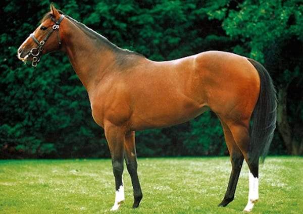 Bloodlines Presented By Woodbine: Mile Contender Limato's Musical Roots ...