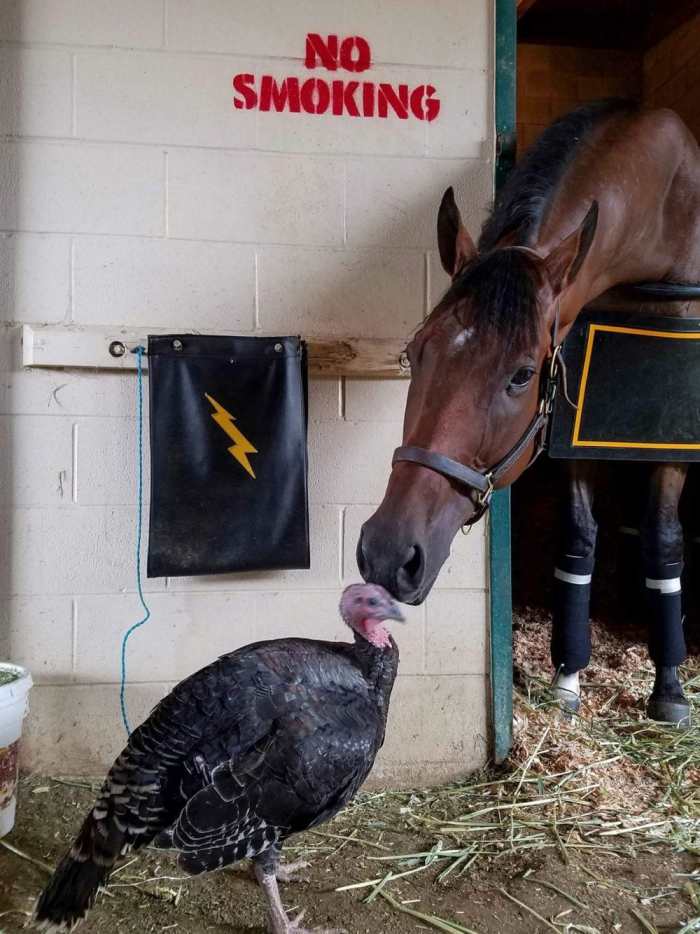 Barn Buddies: When Hercules Lays An Egg - Paulick Report | Latest news ...