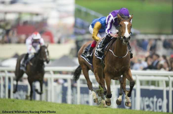 'One Of The Best Fillies I Have Trained': Champion Minding Retired From ...