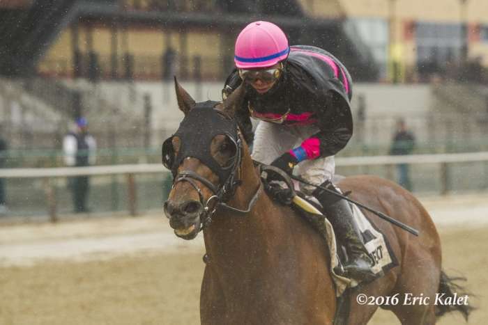 Multiple Graded Stakes Winner Kid Cruz Bows Tendon, Retired To Breeder ...
