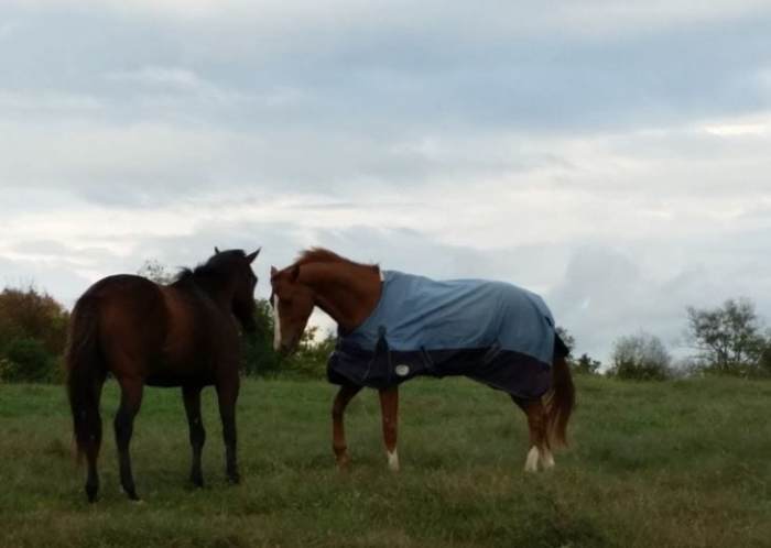 Observing And Understanding Herd Dynamics - Paulick Report | Latest ...