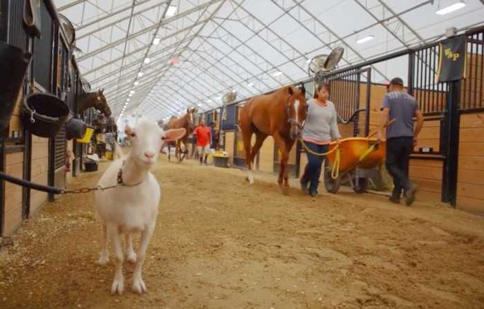 Maryland: EHV-1 Positives Up To 26, Racing Cancelled Next Weekend ...