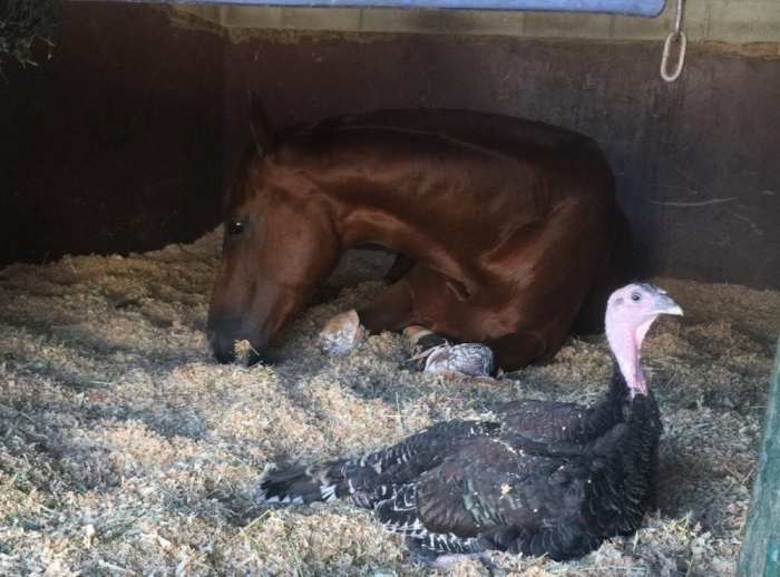 Barn Buddies: When Hercules Lays An Egg - Paulick Report | Latest news ...