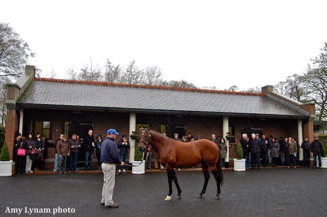Global Titan Exceed And Excel Pensioned From Stud Duty - Paulick Report ...