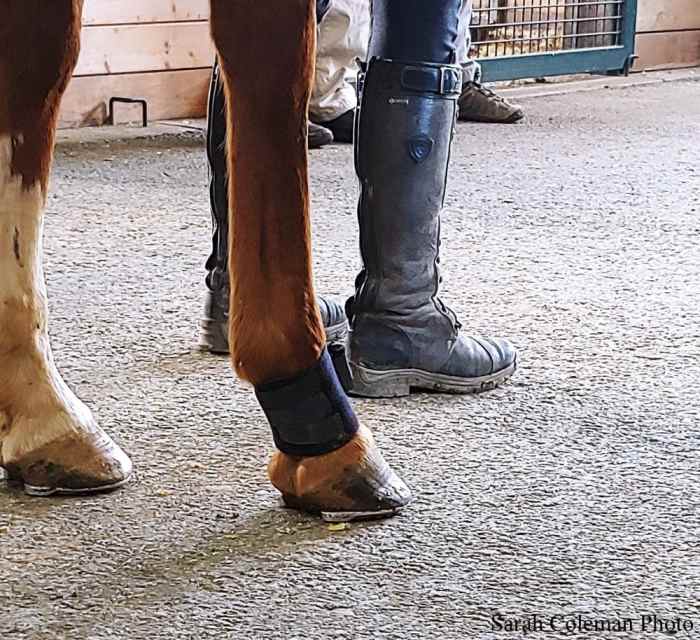 The Lameness Locator Helps 'See' What Veterinarians Can't - Paulick ...